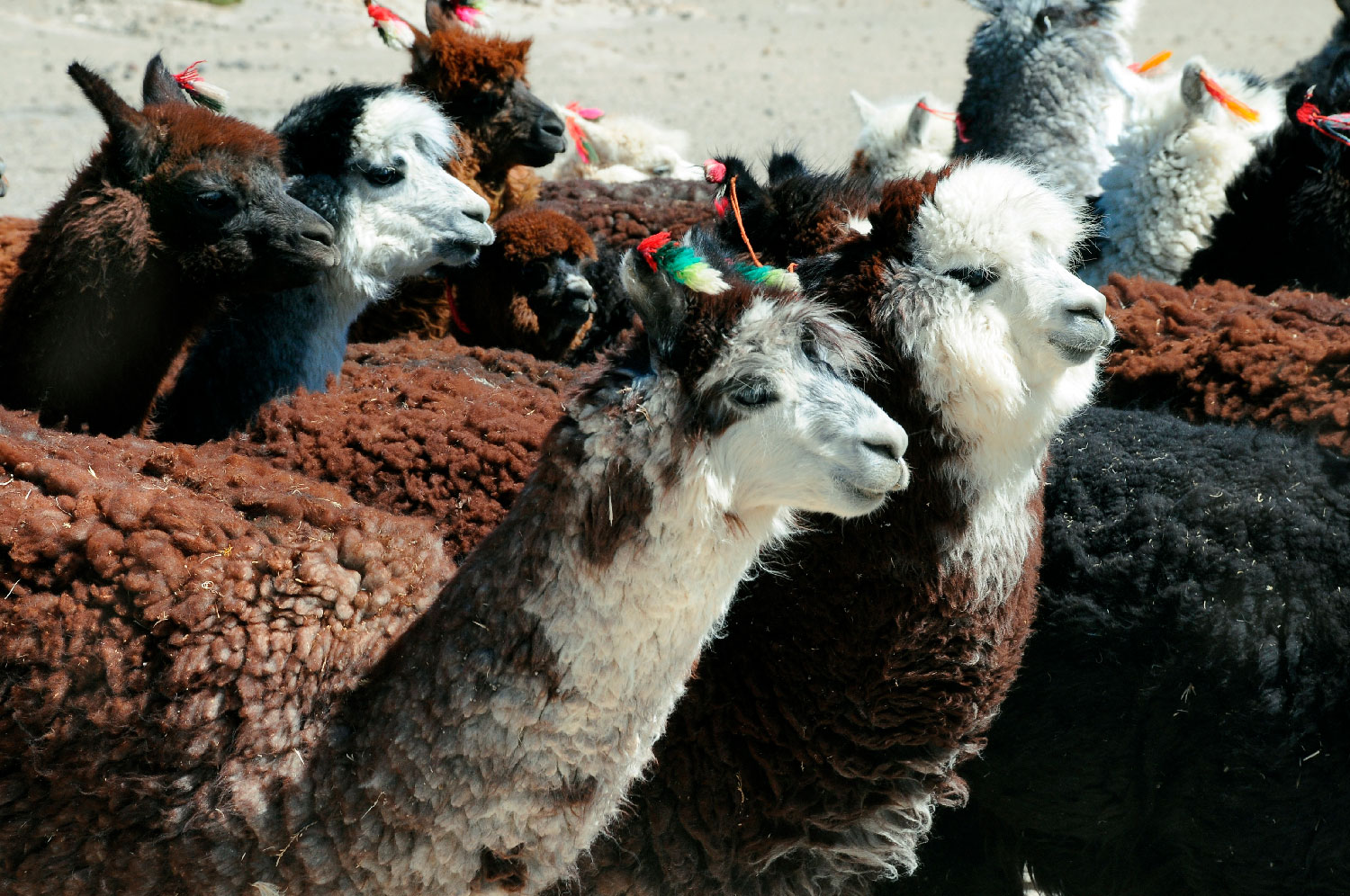 Conviértete en un pastor aymara en los Andes chilenos - Sernatur